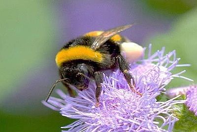Bumblebee Hives